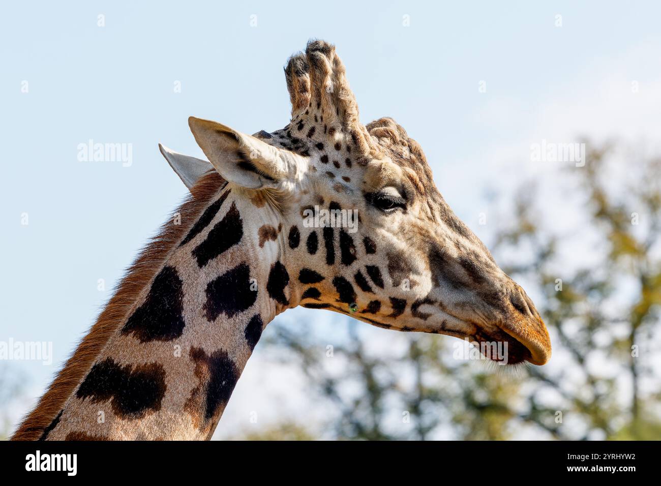 Giraffe nose hi-res stock photography and images - Alamy