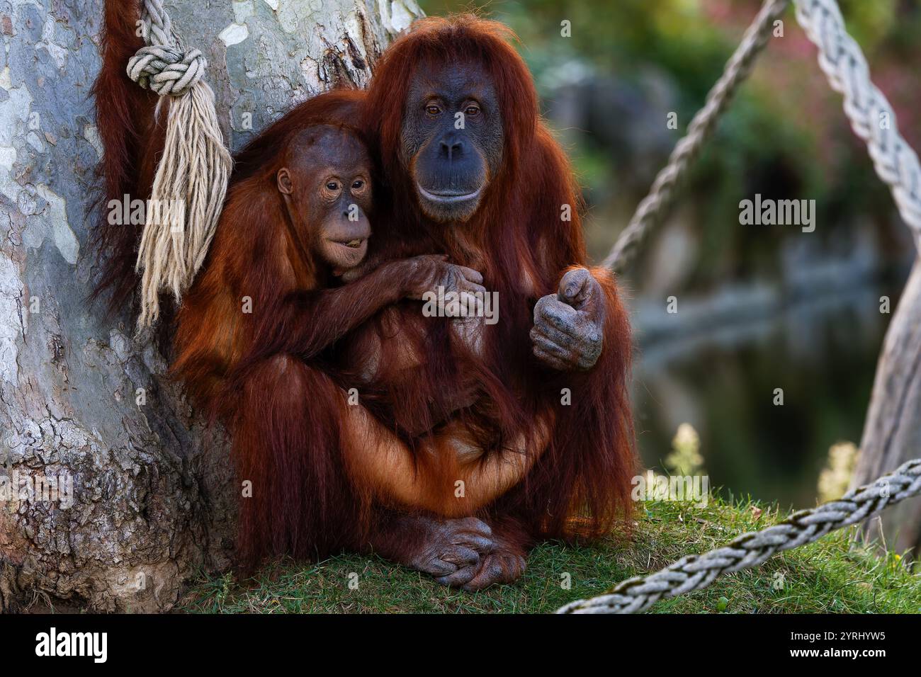 A orangutan with here cute baby ape Stock Photo - Alamy