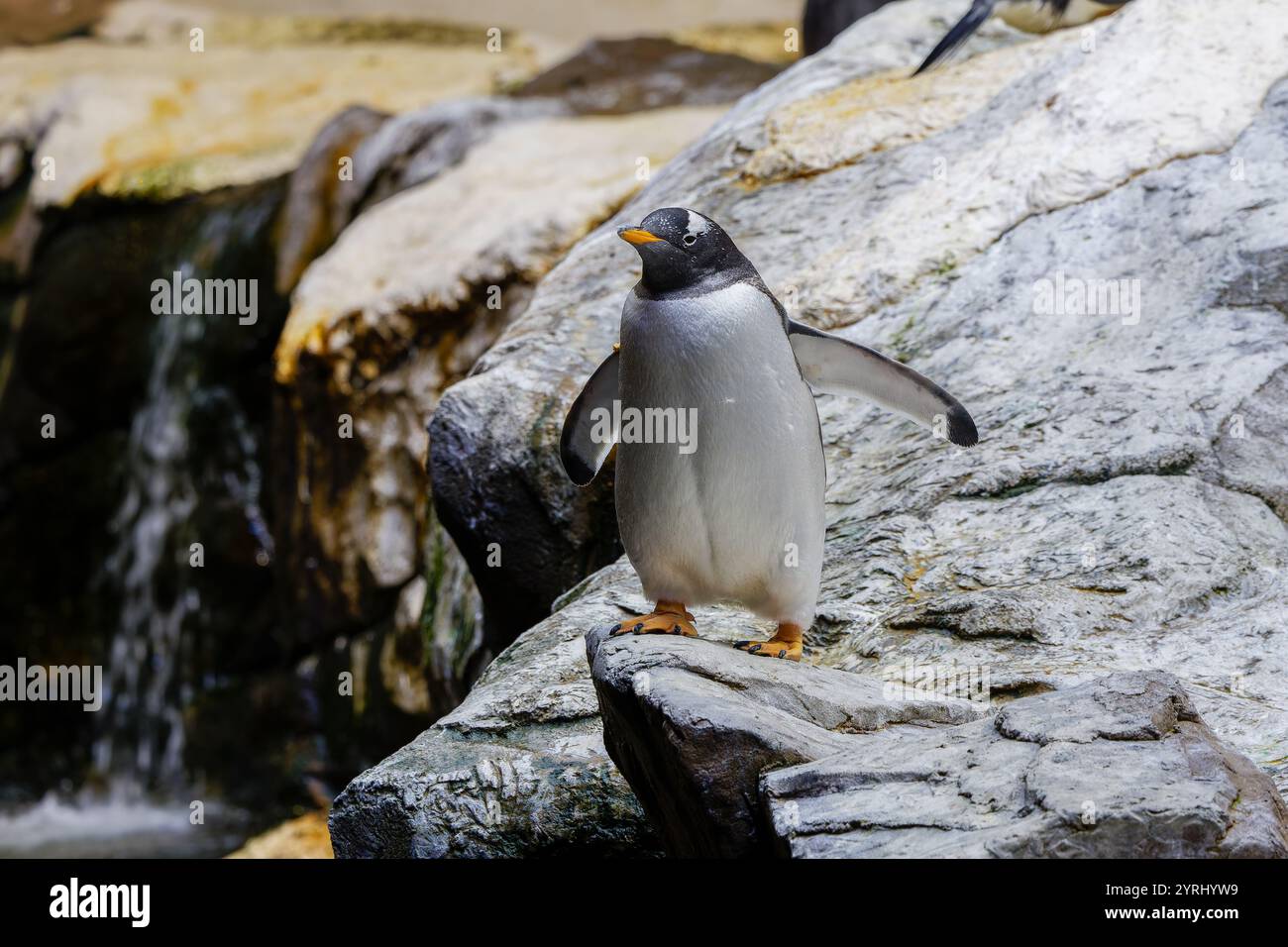 A penguin walking on the rocks Stock Photo - Alamy
