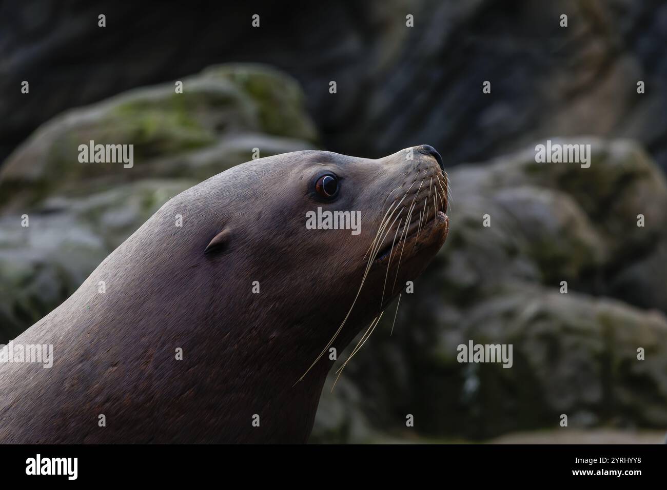 Sea lion family beach hi-res stock photography and images - Alamy
