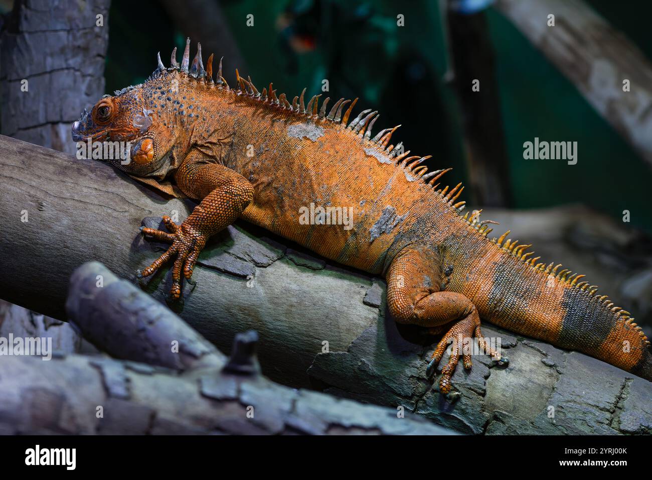 A high detailed red iguana Stock Photo - Alamy
