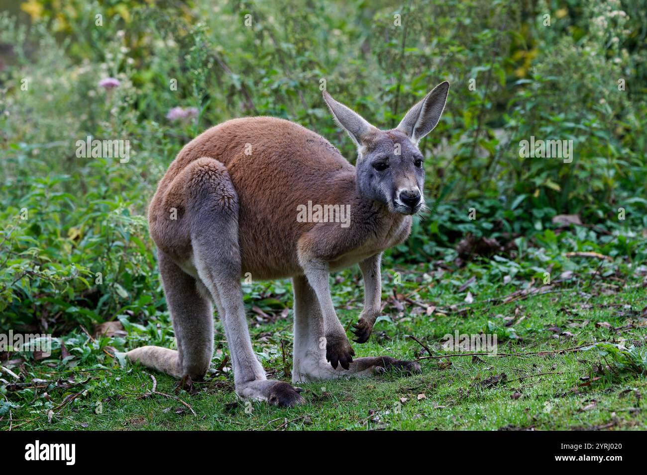 A kangaroo in the forest Stock Photo - Alamy