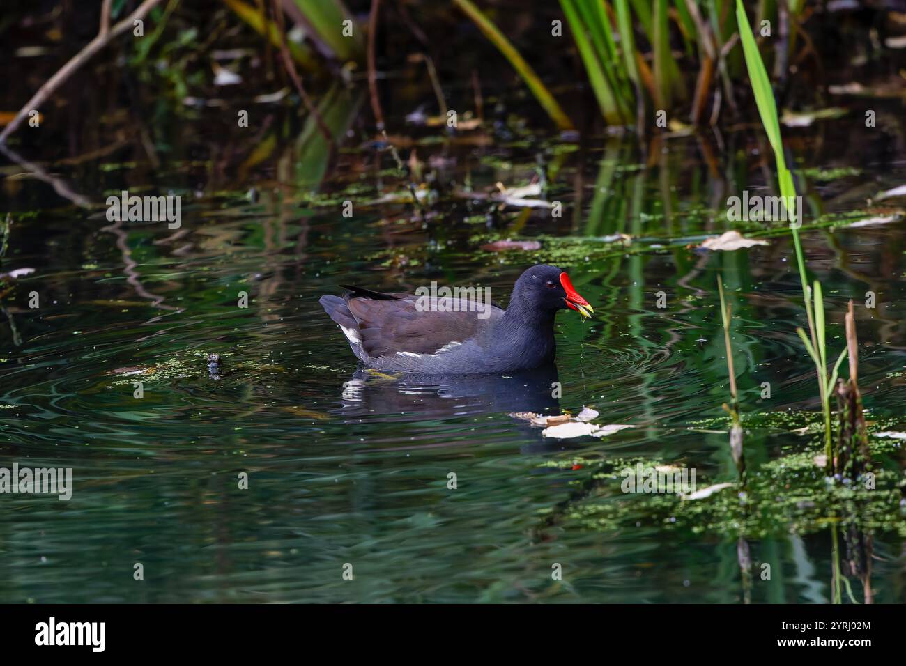 A common moorhen with a sharp red swimming in the blue water Stock ...