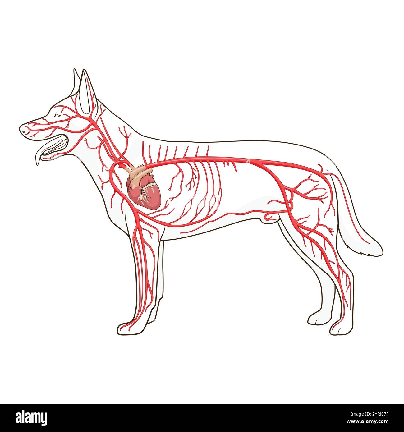 Circulatory system of a dog hi-res stock photography and images - Alamy