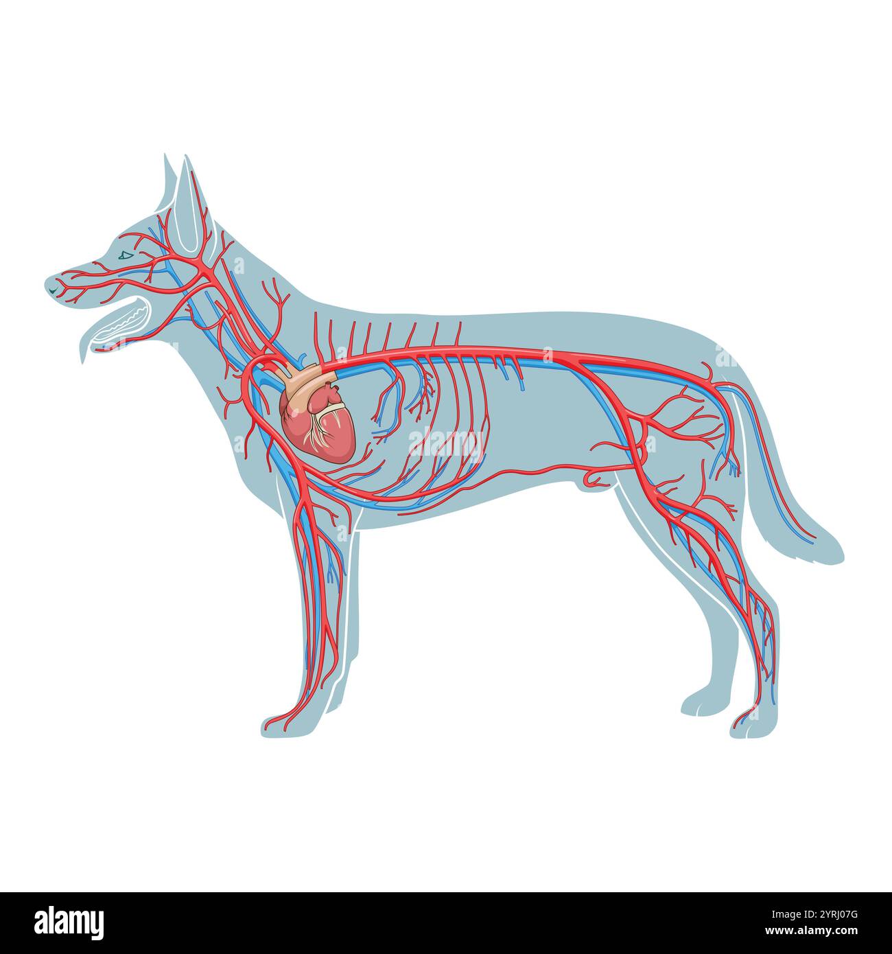 Circulatory system of a dog hi-res stock photography and images - Alamy