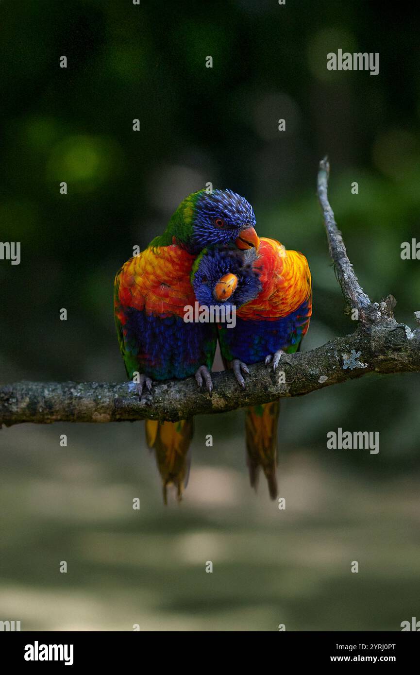 Colorful Parrots Cuddling on a Tree Branch in a Forest Setting Stock ...