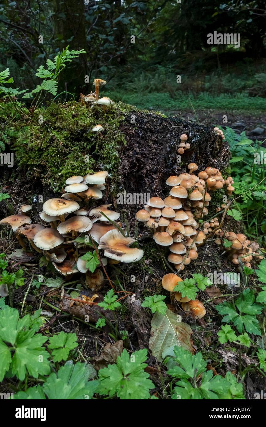 Close up of small orange fungi toadstools growing on a tree stump in ...