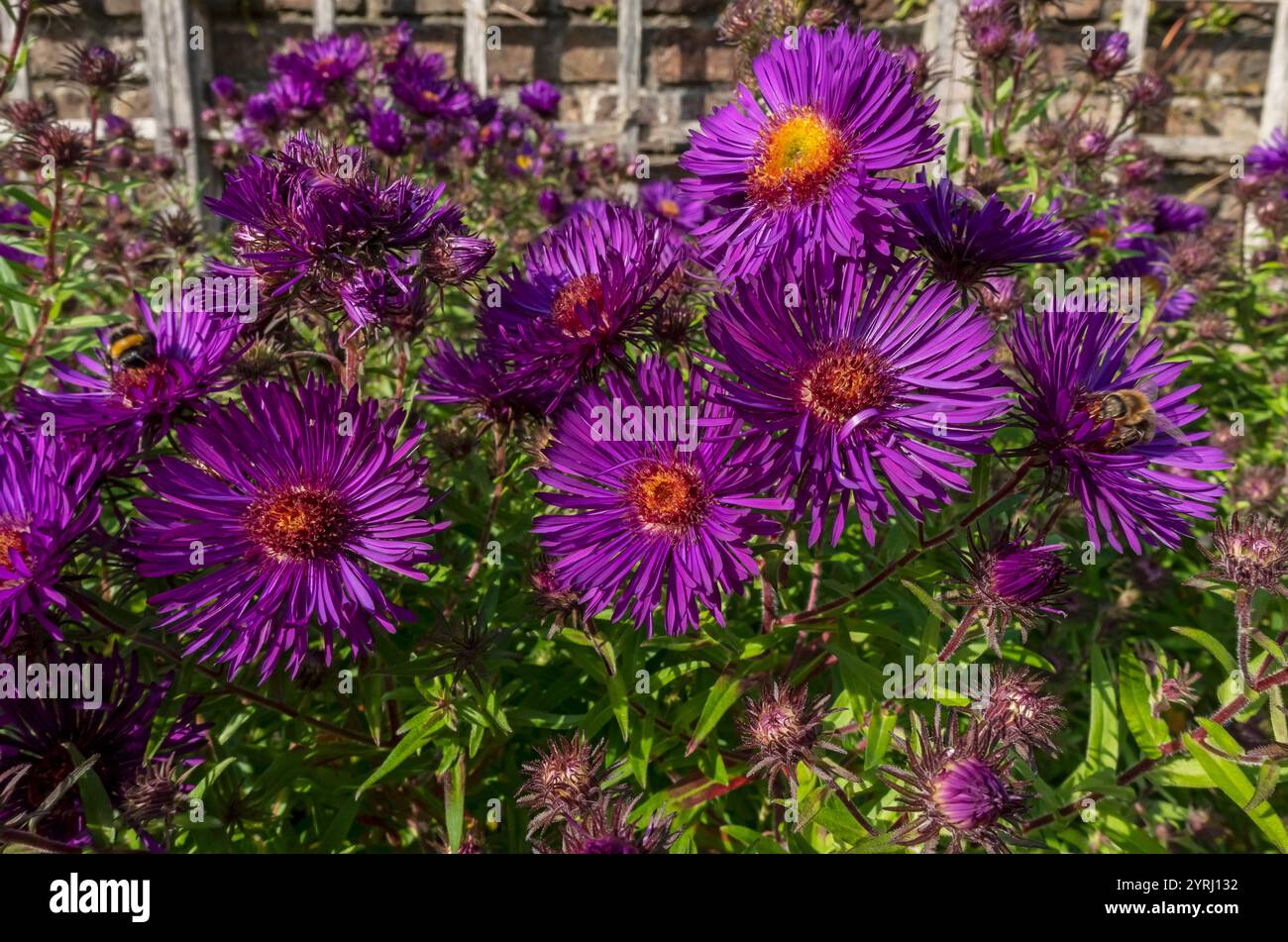 Colourful purple violet colour asters hi-res stock photography and ...