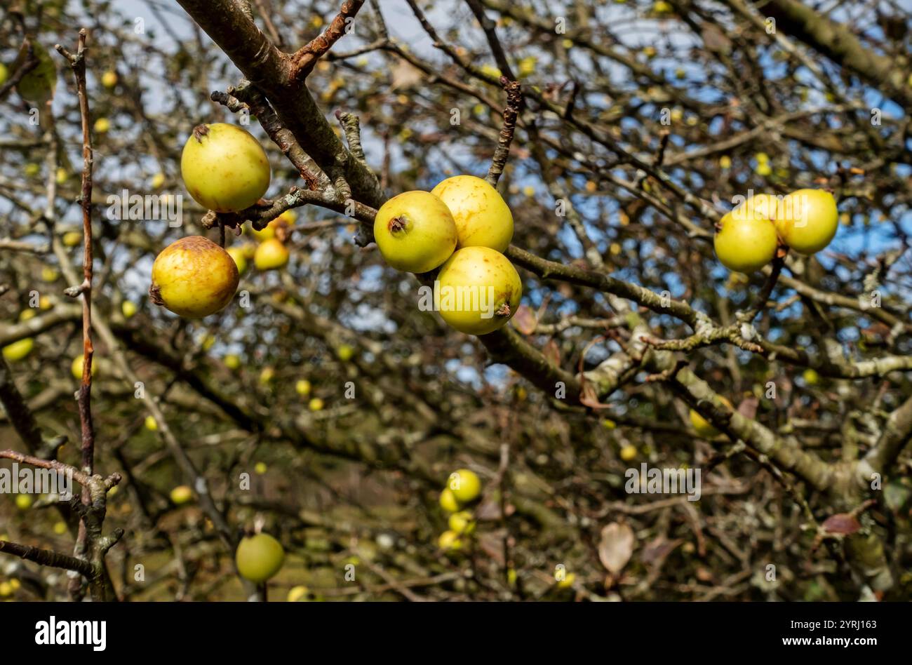 Close up of crabapples fruit fruits on a crabapple tree in autumn ...