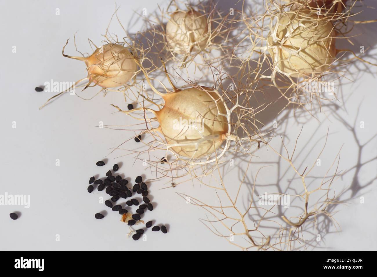 Black caraway, Nigella damascena seed pods and seeds on white ...