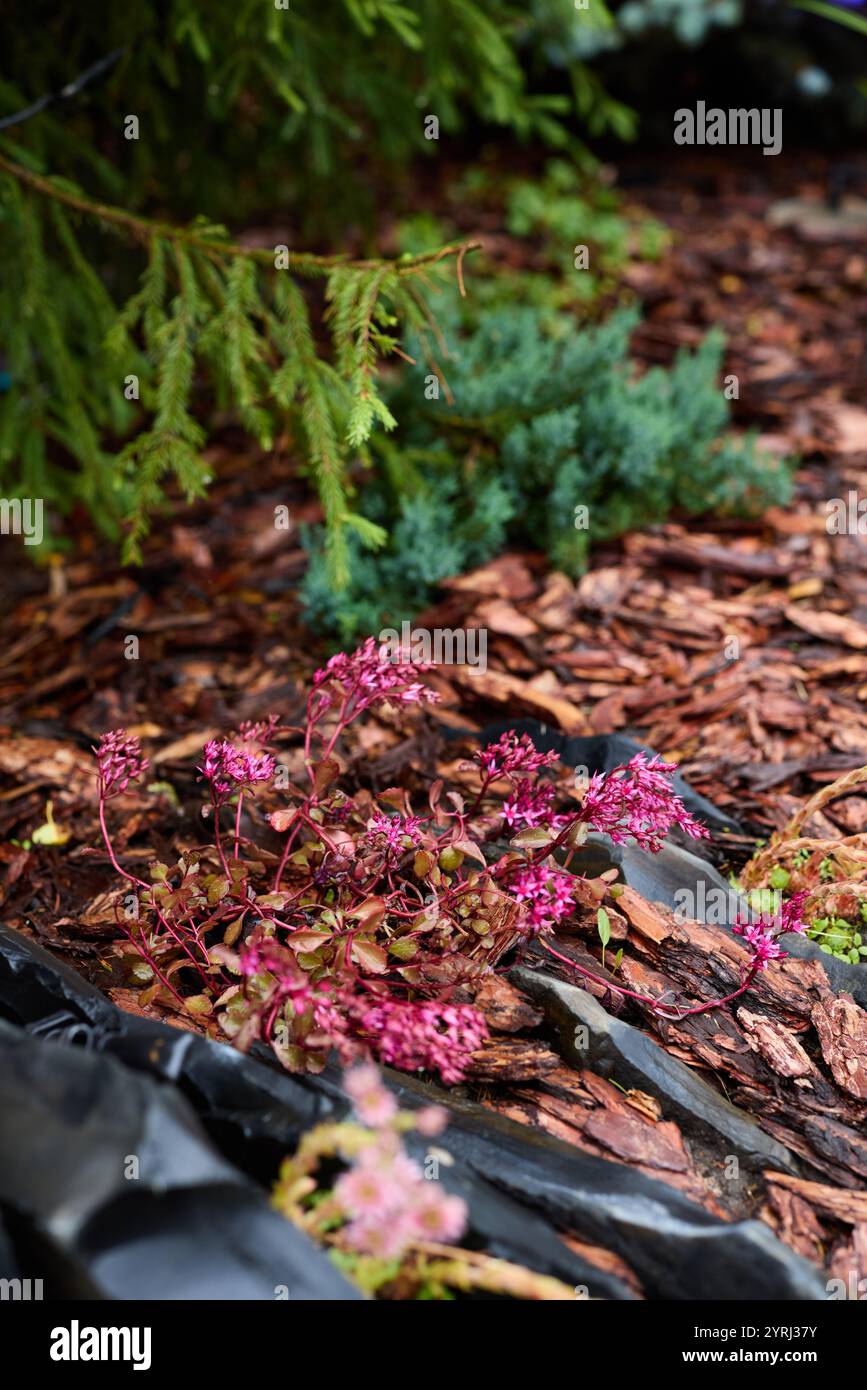 Vibrant and Colorful Ground Cover Plants Flourishing in a Beautiful ...