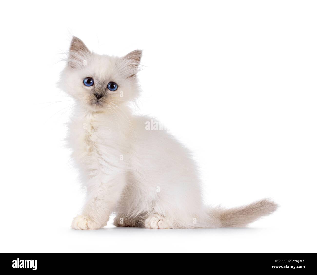 Cute Sacred Birman cat kitten, sitting up side ways. Looking towards ...