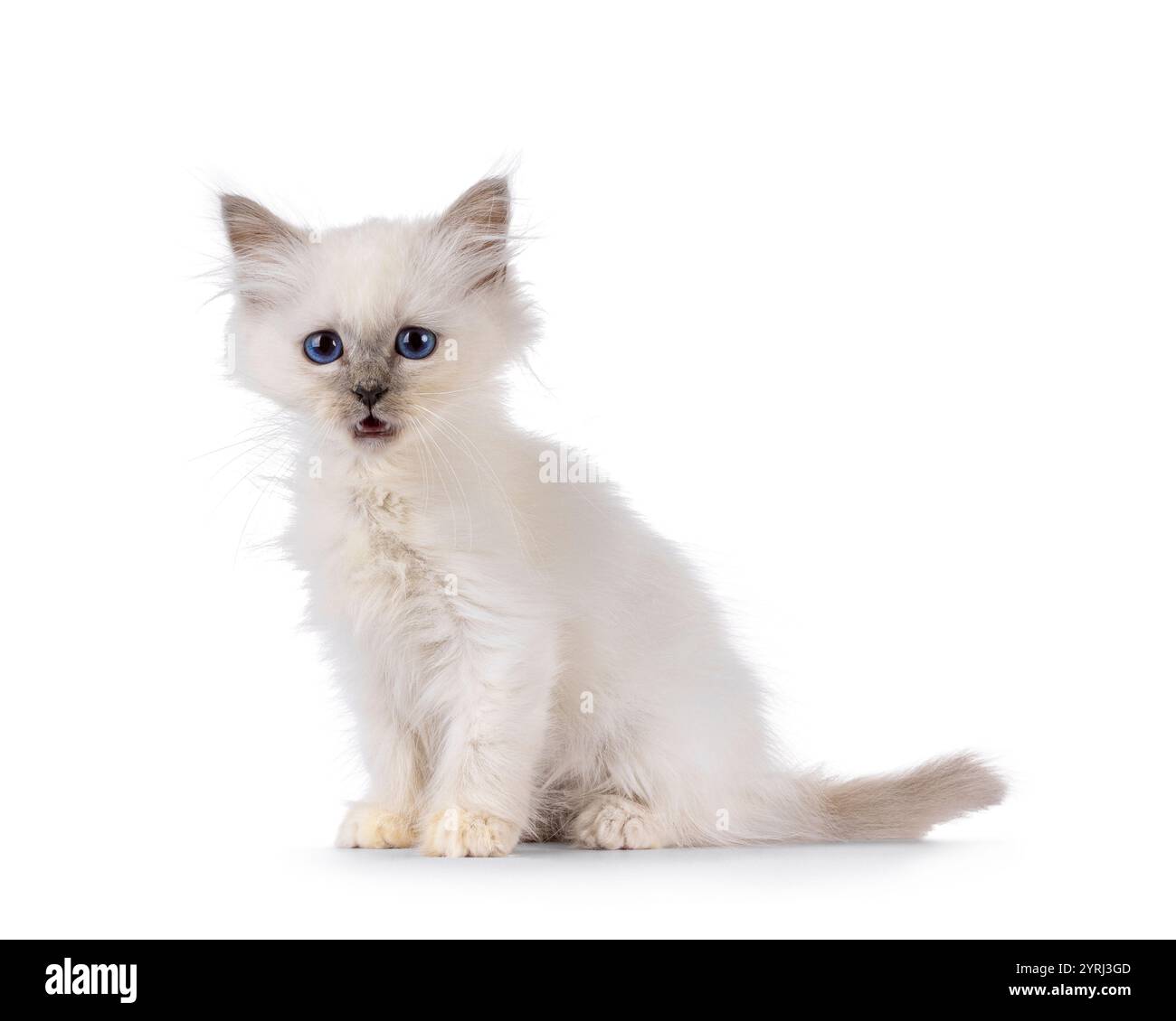 Cute Sacred Birman cat kitten, sitting up side ways. Looking very ...