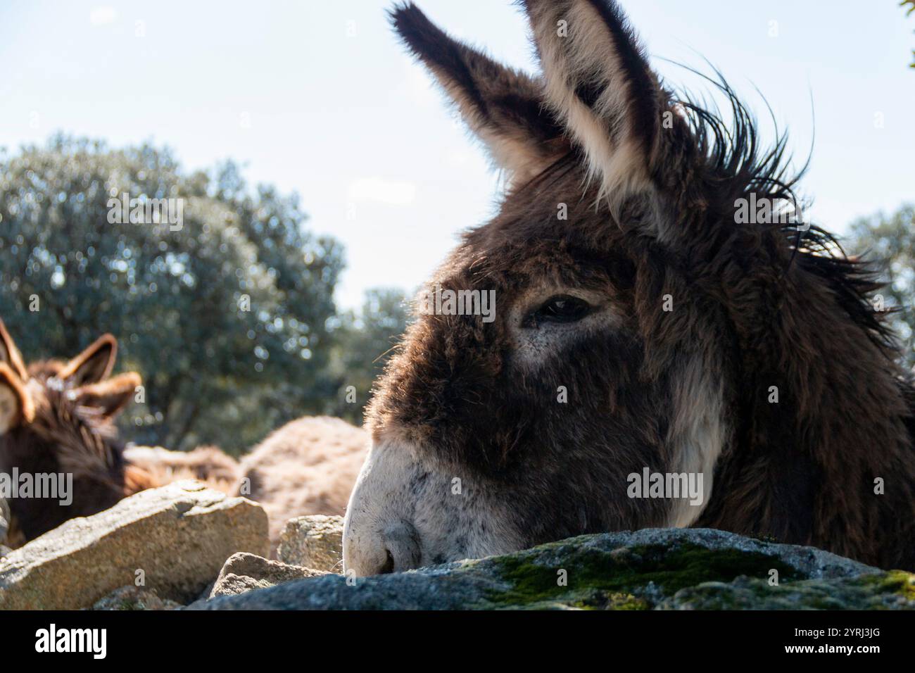 Free donkeys in their pasture looking at the camera Stock Photo - Alamy