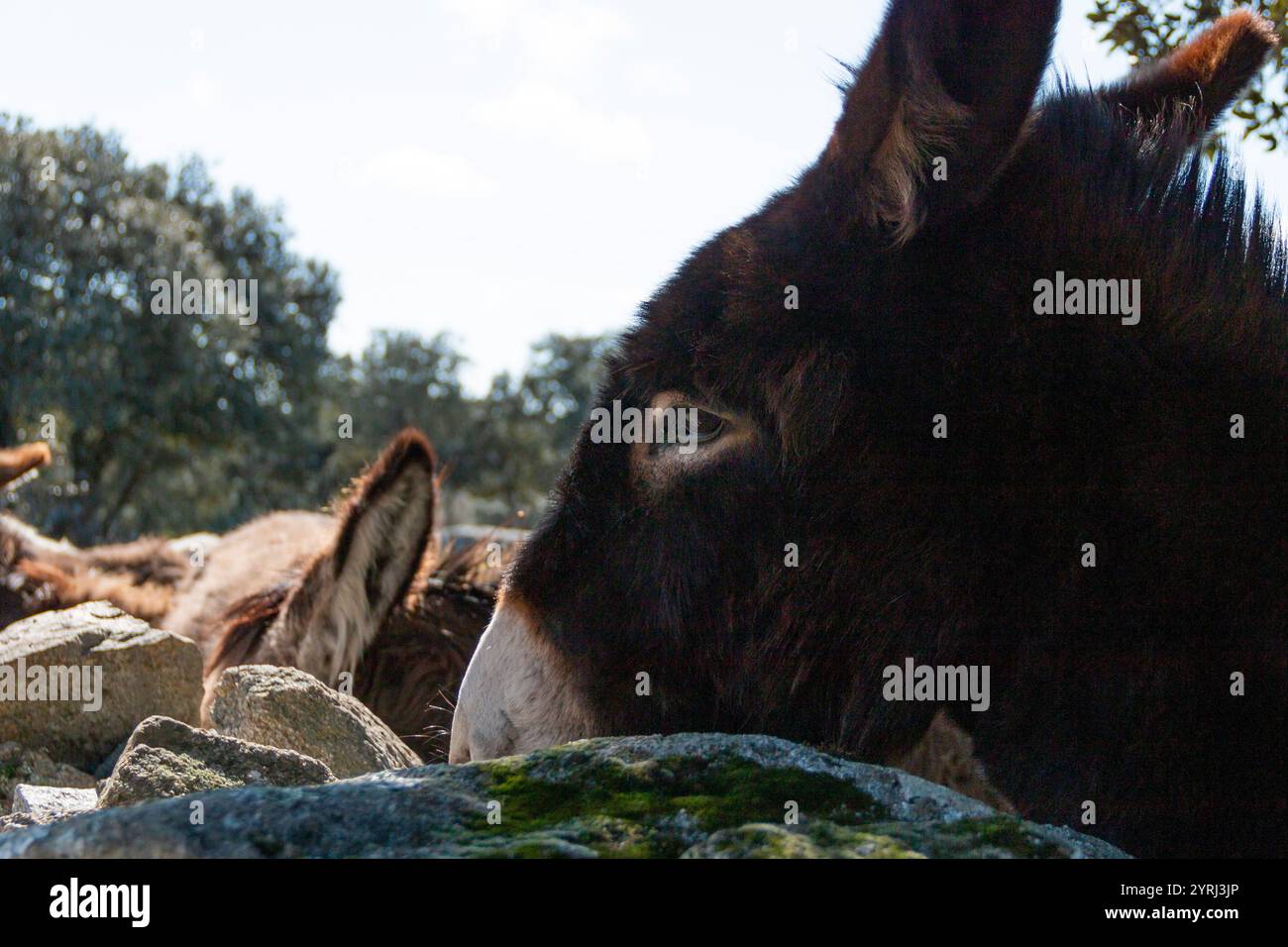 Free donkeys in their pasture looking at the camera Stock Photo - Alamy