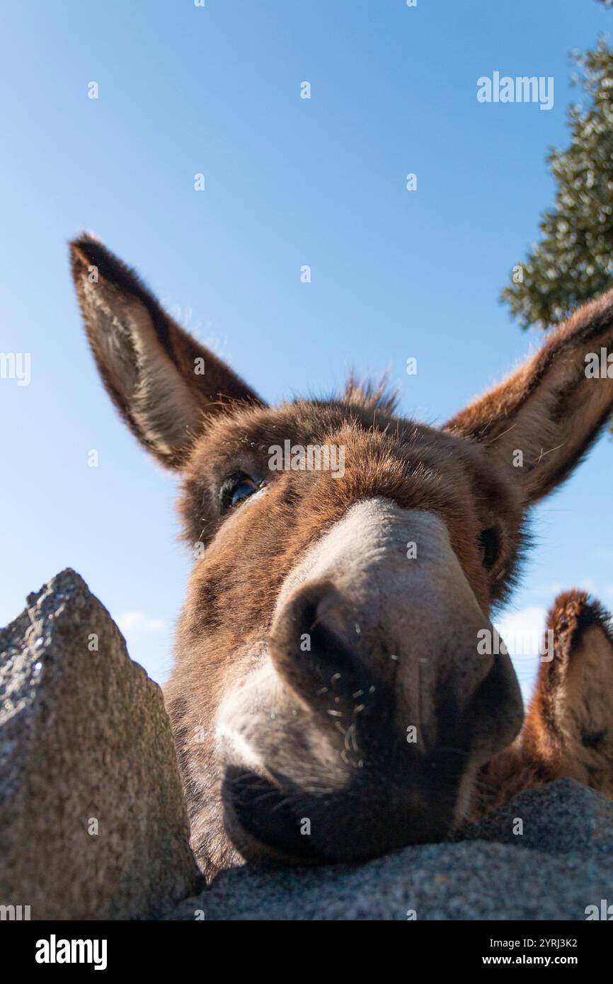 Free donkeys in their pasture looking at the camera Stock Photo - Alamy