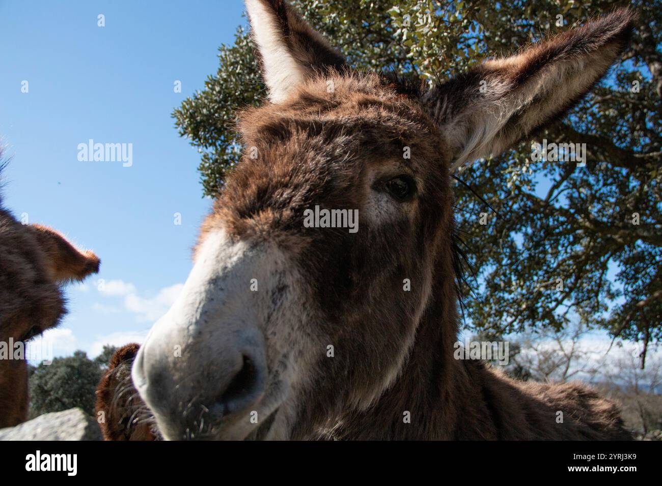 Free donkeys in their pasture looking at the camera Stock Photo - Alamy