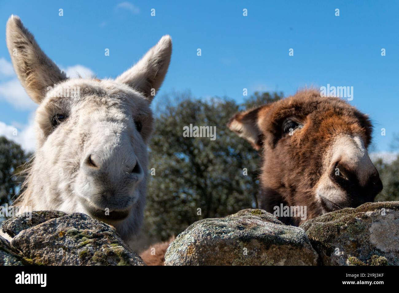 Free donkeys in their pasture looking at the camera Stock Photo - Alamy