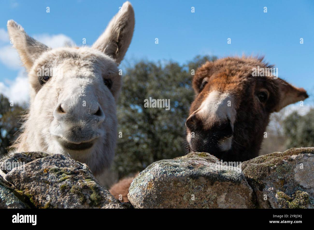 Free donkeys in their pasture looking at the camera Stock Photo - Alamy