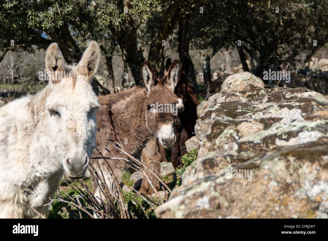 Free donkeys in their pasture looking at the camera Stock Photo - Alamy