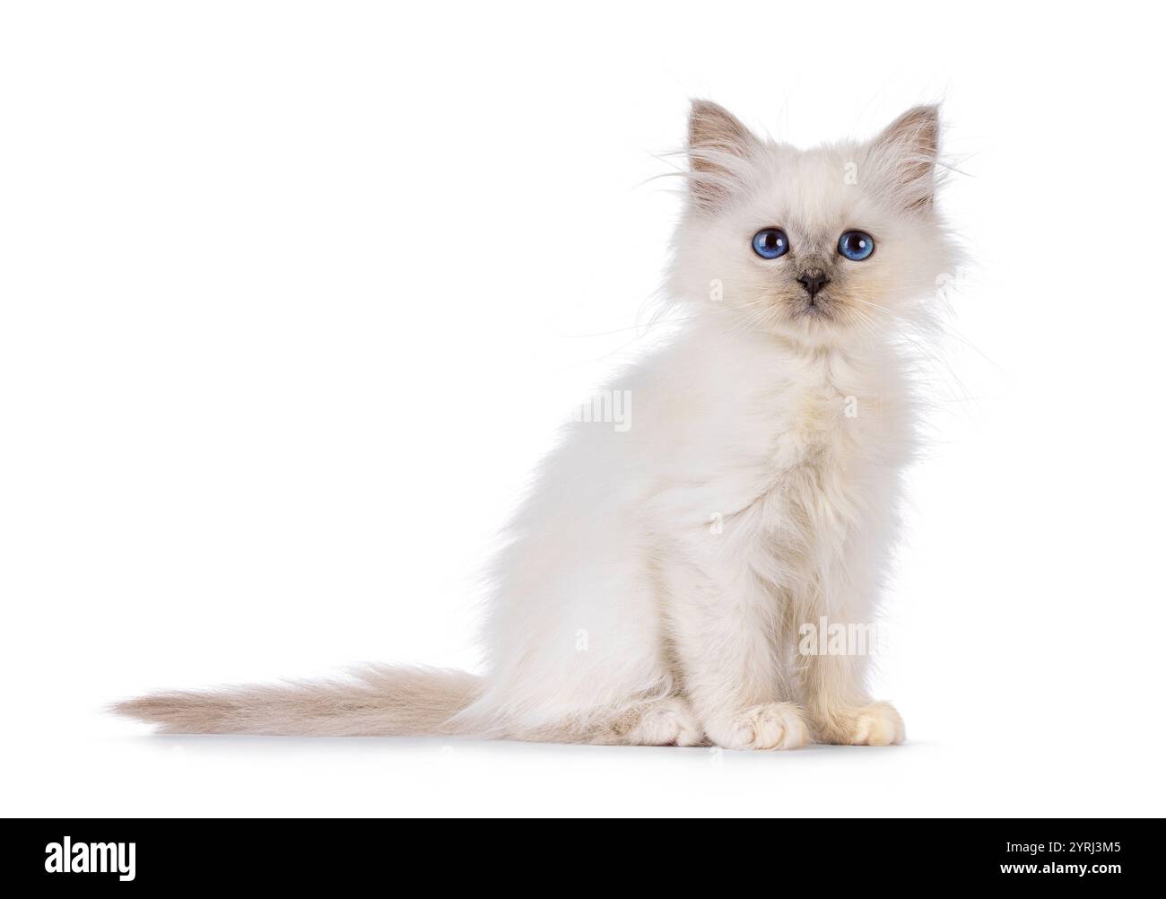 Cute Sacred Birman cat kitten, sitting up side ways. Looking towards ...