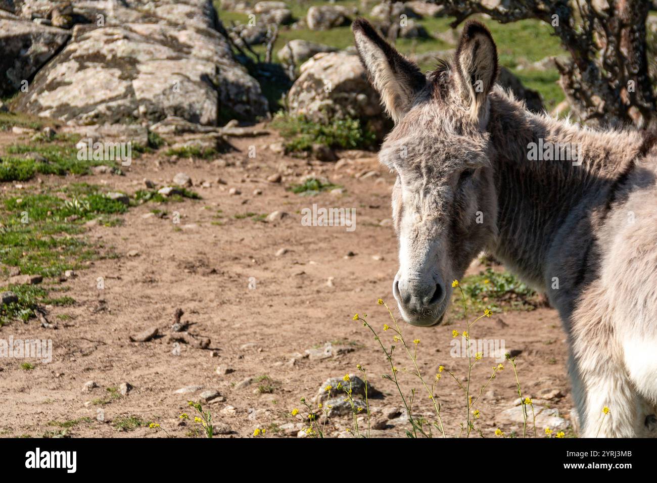 Free donkeys in their pasture looking at the camera Stock Photo - Alamy