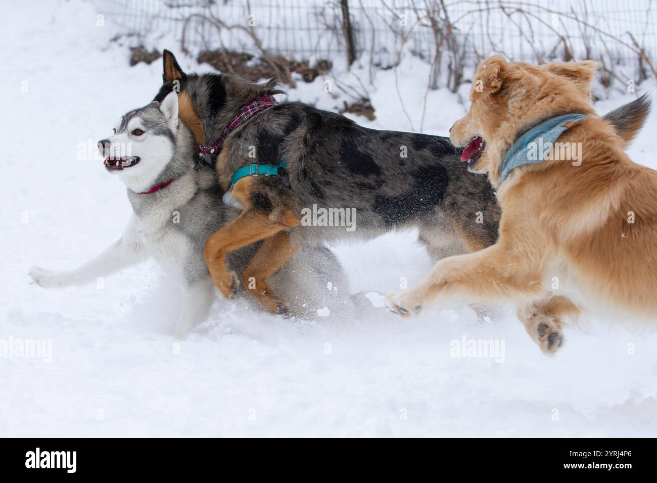 Husky being chased by other dogs through fresh powdery snow Stock Photo ...