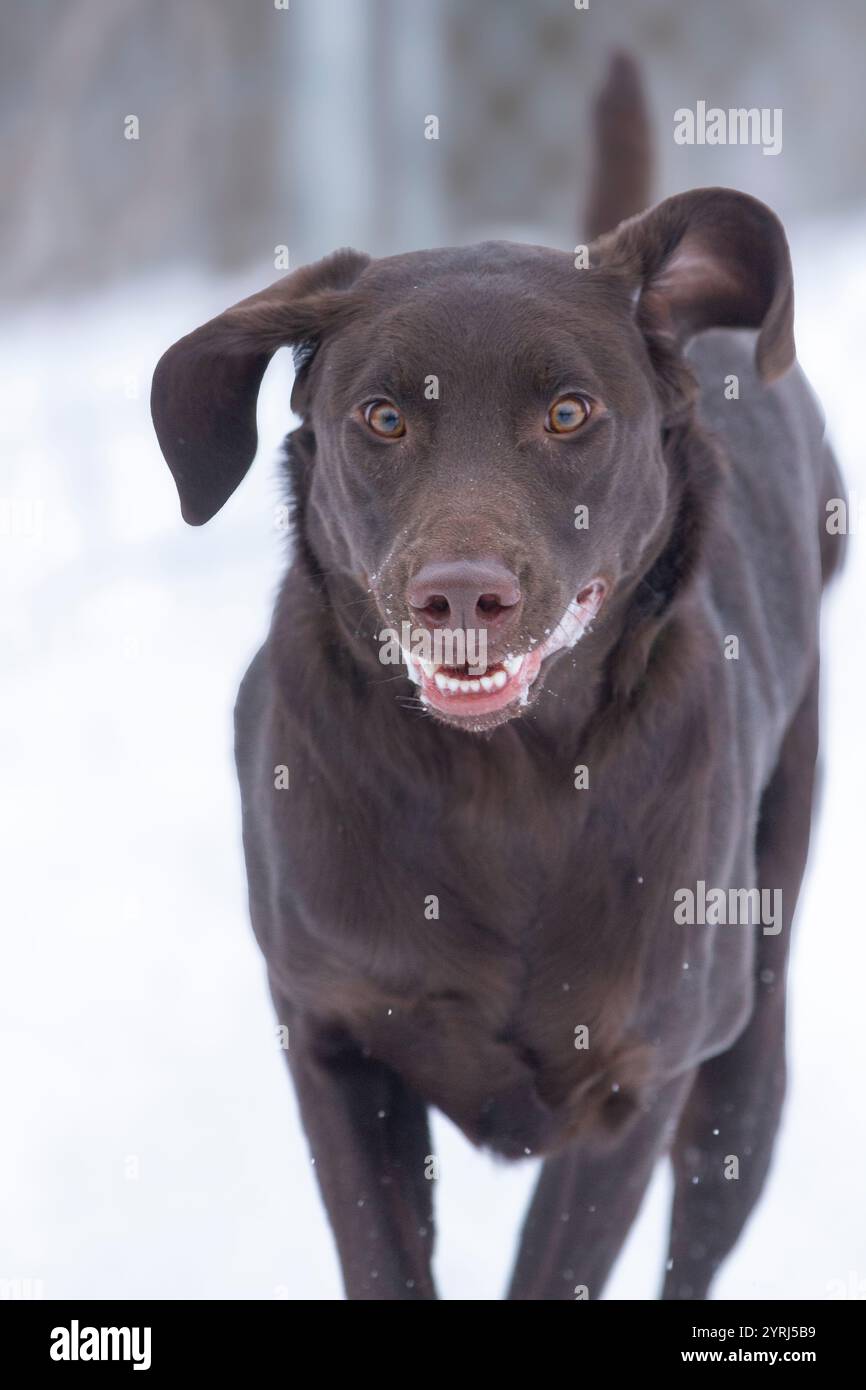Female Chocolate Lab Running