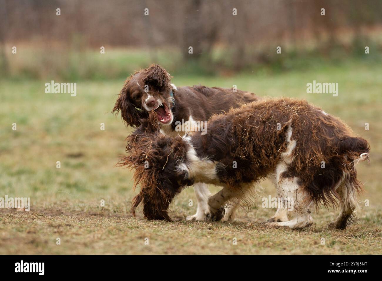 Two dogs chasing other hi-res stock photography and images - Alamy