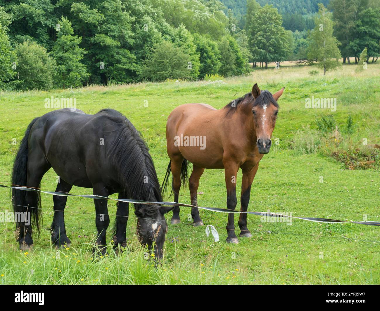 Two close up horses, ginger brown and black, grazing on summer meadow ...