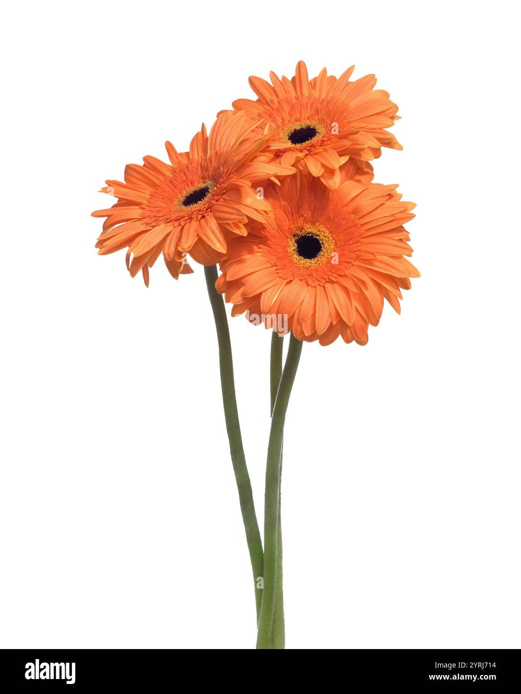 Three Gerbera flowers of orange color isolated on white background ...