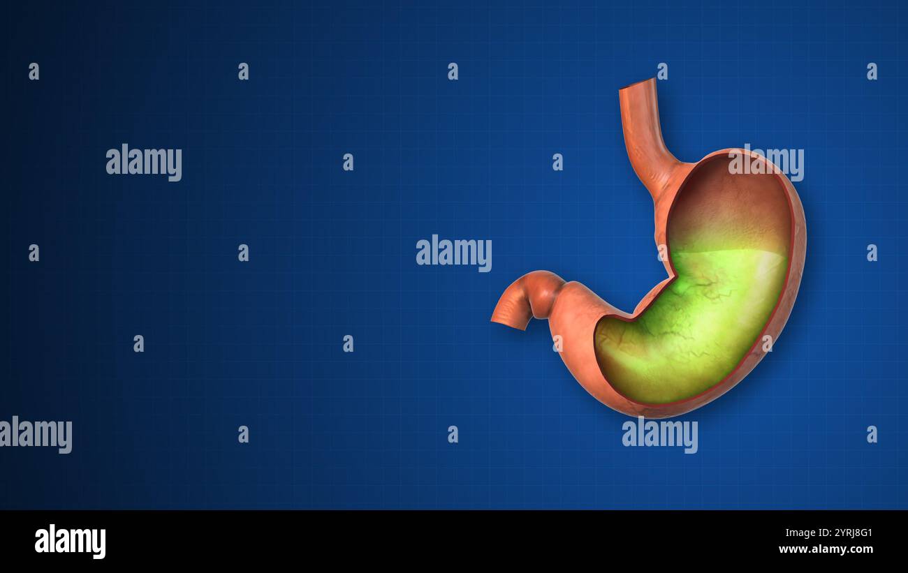 Digestive system relief hi-res stock photography and images - Alamy