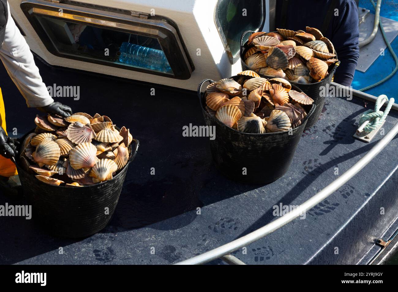 Fishermen unload scallops in the port of Cambados, Galicia, bivalve, seafood Stock Photo - Alamy