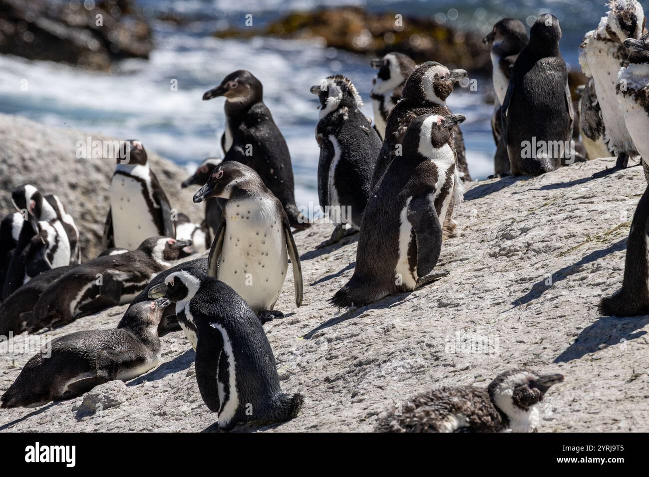 African penguin on big hi-res stock photography and images - Alamy