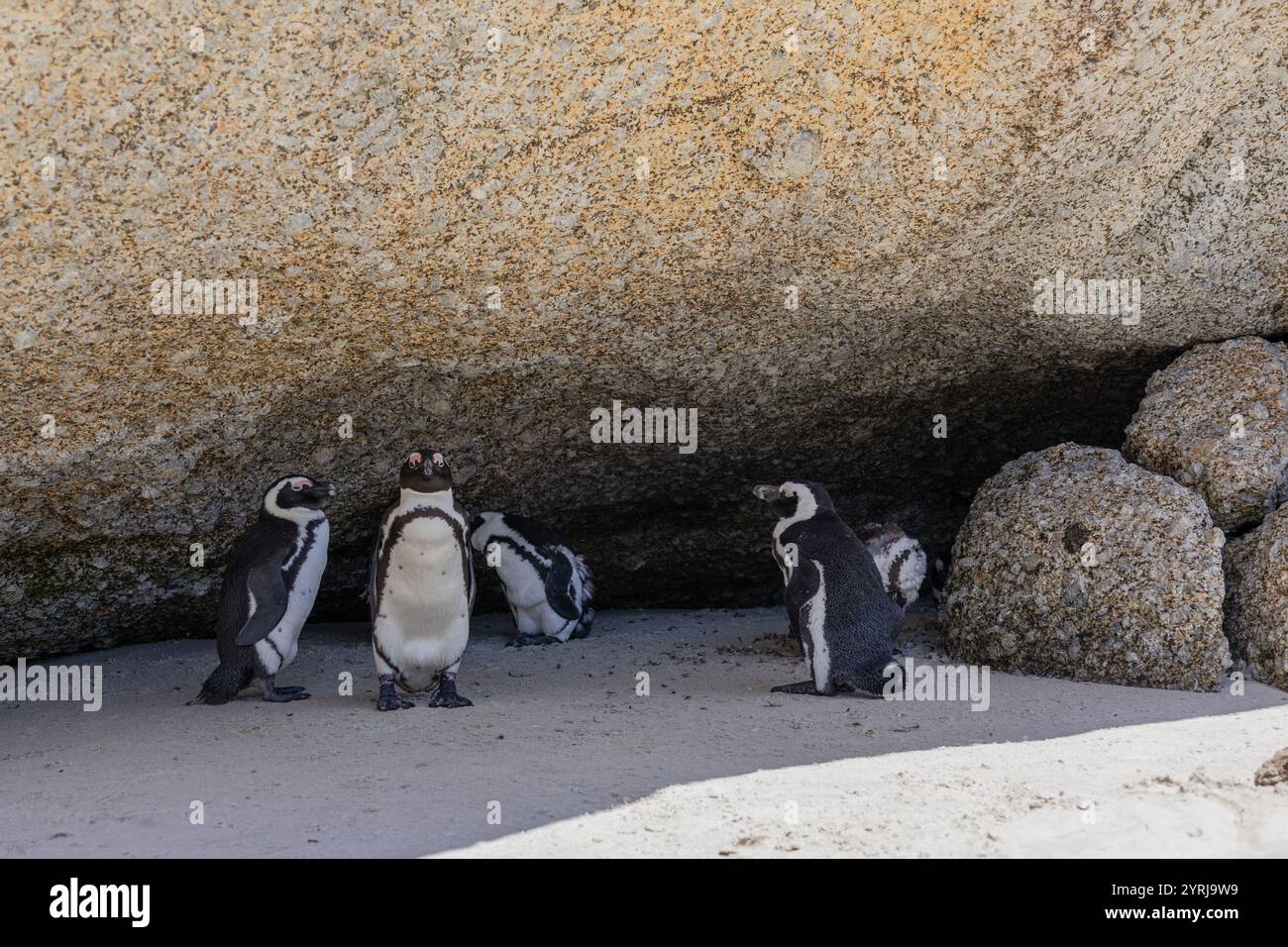 Group of African penguins are hiding from the sun in the shade of a ...