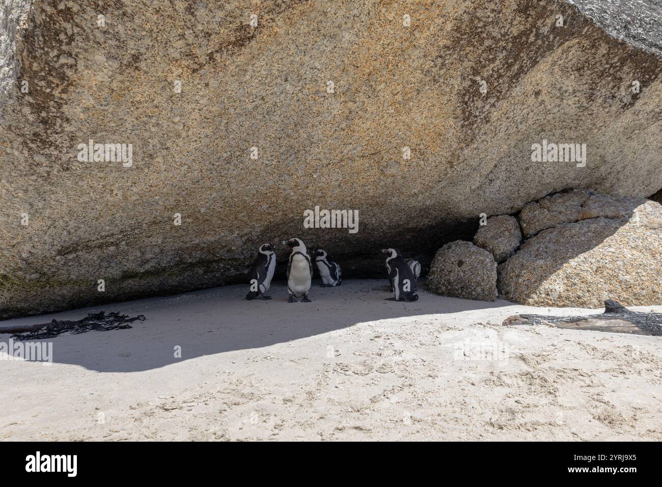 Group of African penguins are hiding from the sun in the shade of a ...