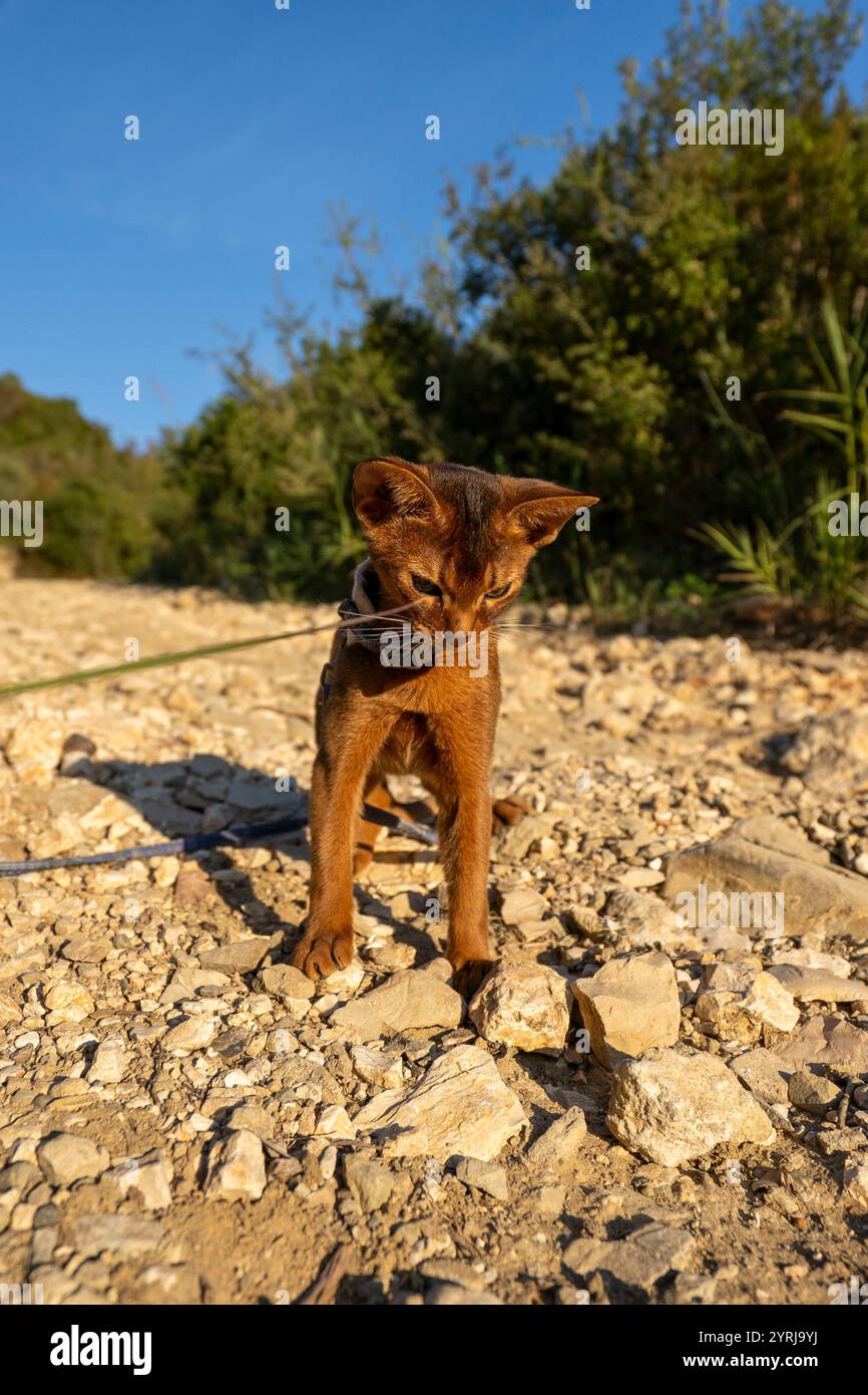 cute, young abyssinian cat outdoor Stock Photo - Alamy