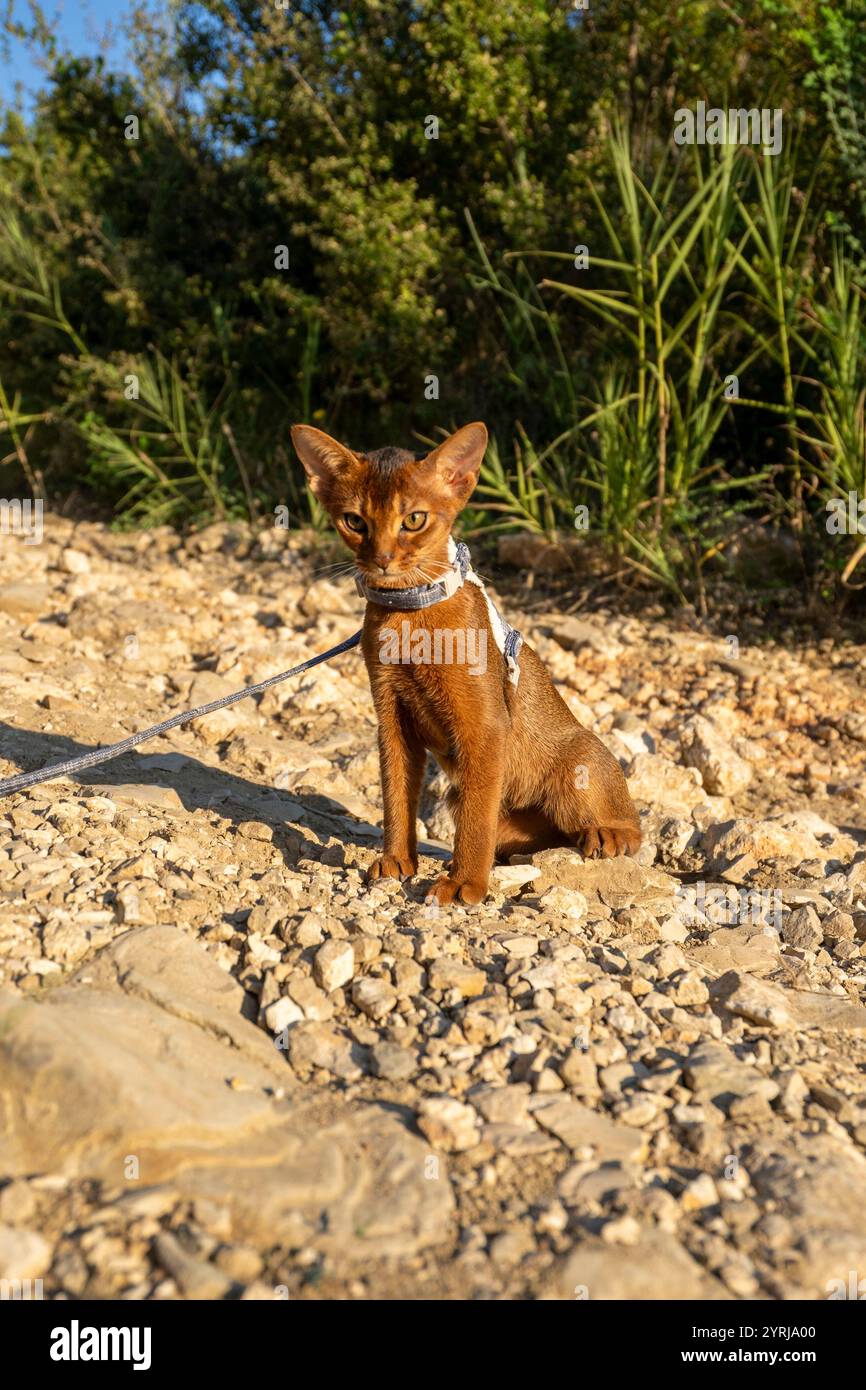 cute, young abyssinian cat outdoor Stock Photo - Alamy