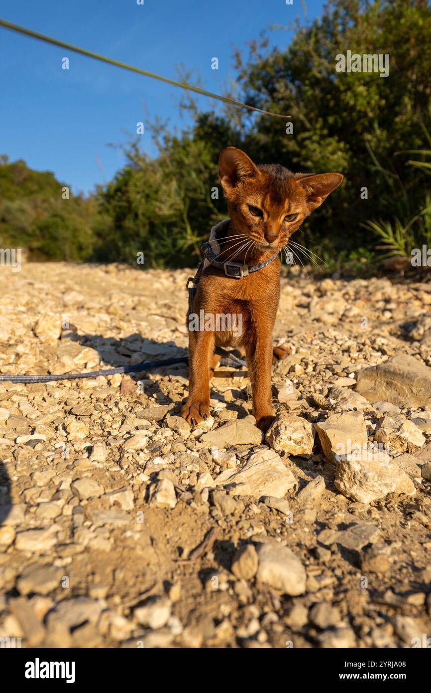cute, young abyssinian cat outdoor Stock Photo - Alamy
