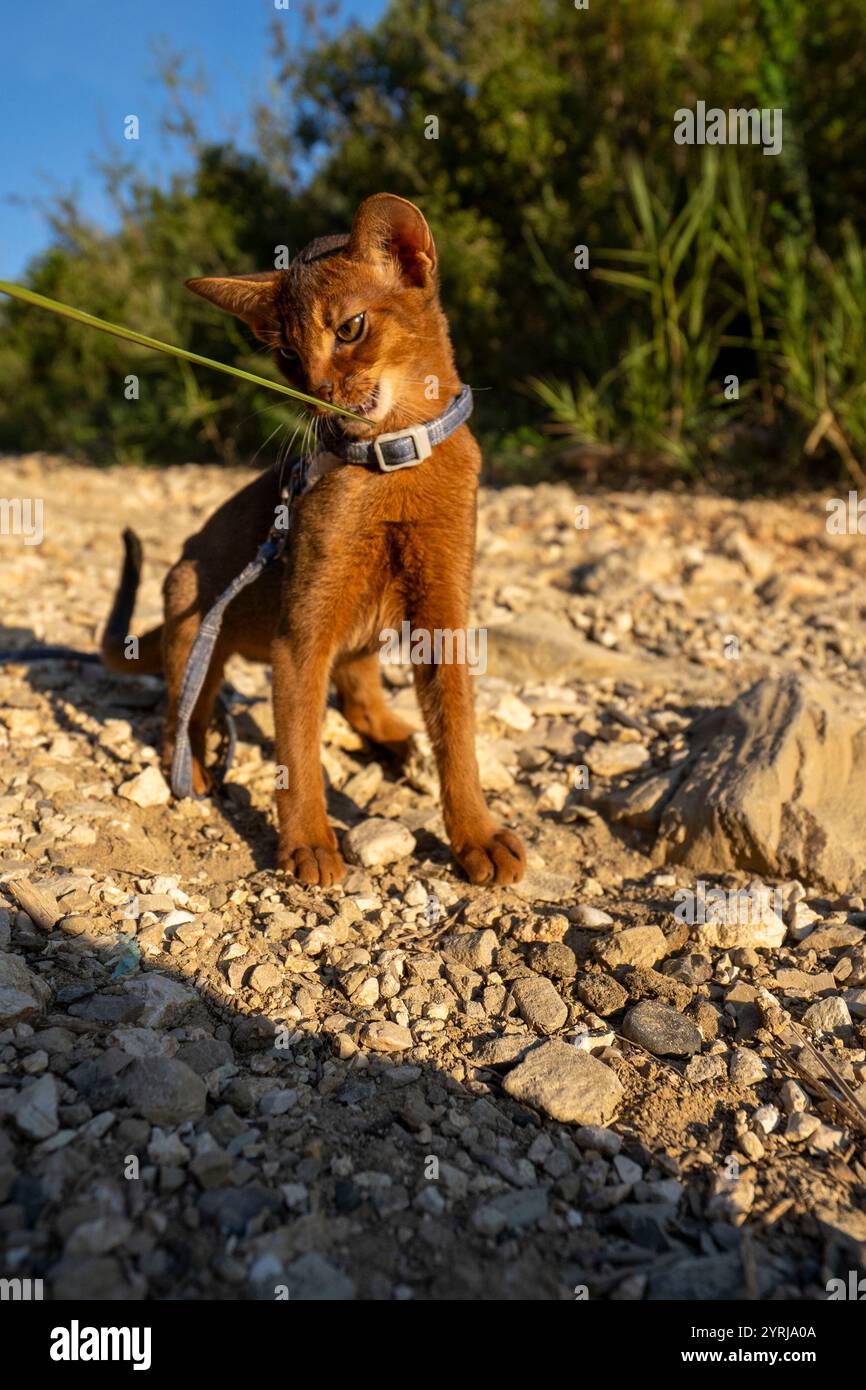 cute, young abyssinian cat outdoor Stock Photo - Alamy