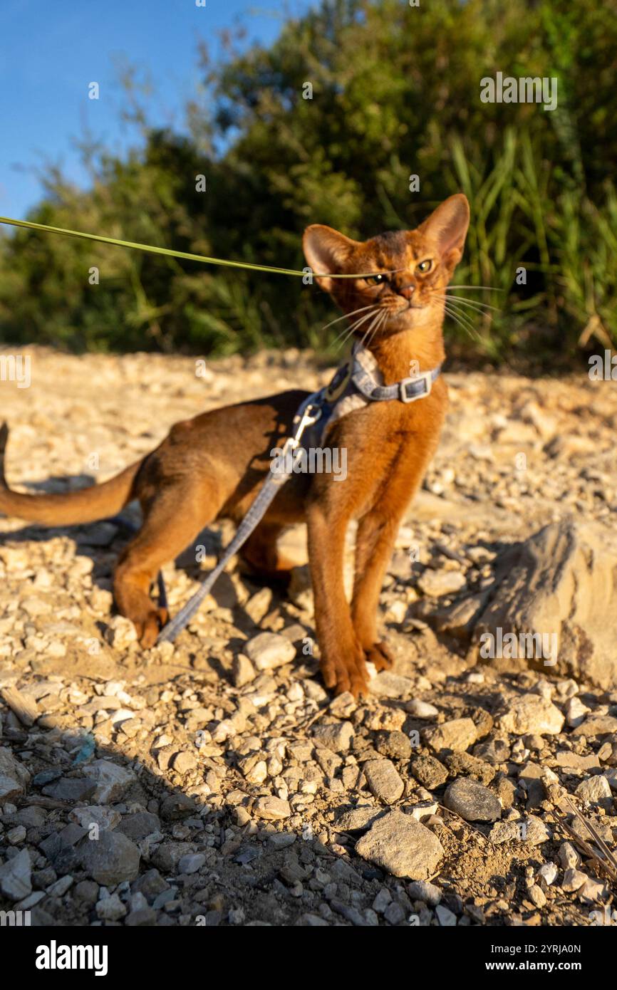 cute, young abyssinian cat outdoor Stock Photo - Alamy