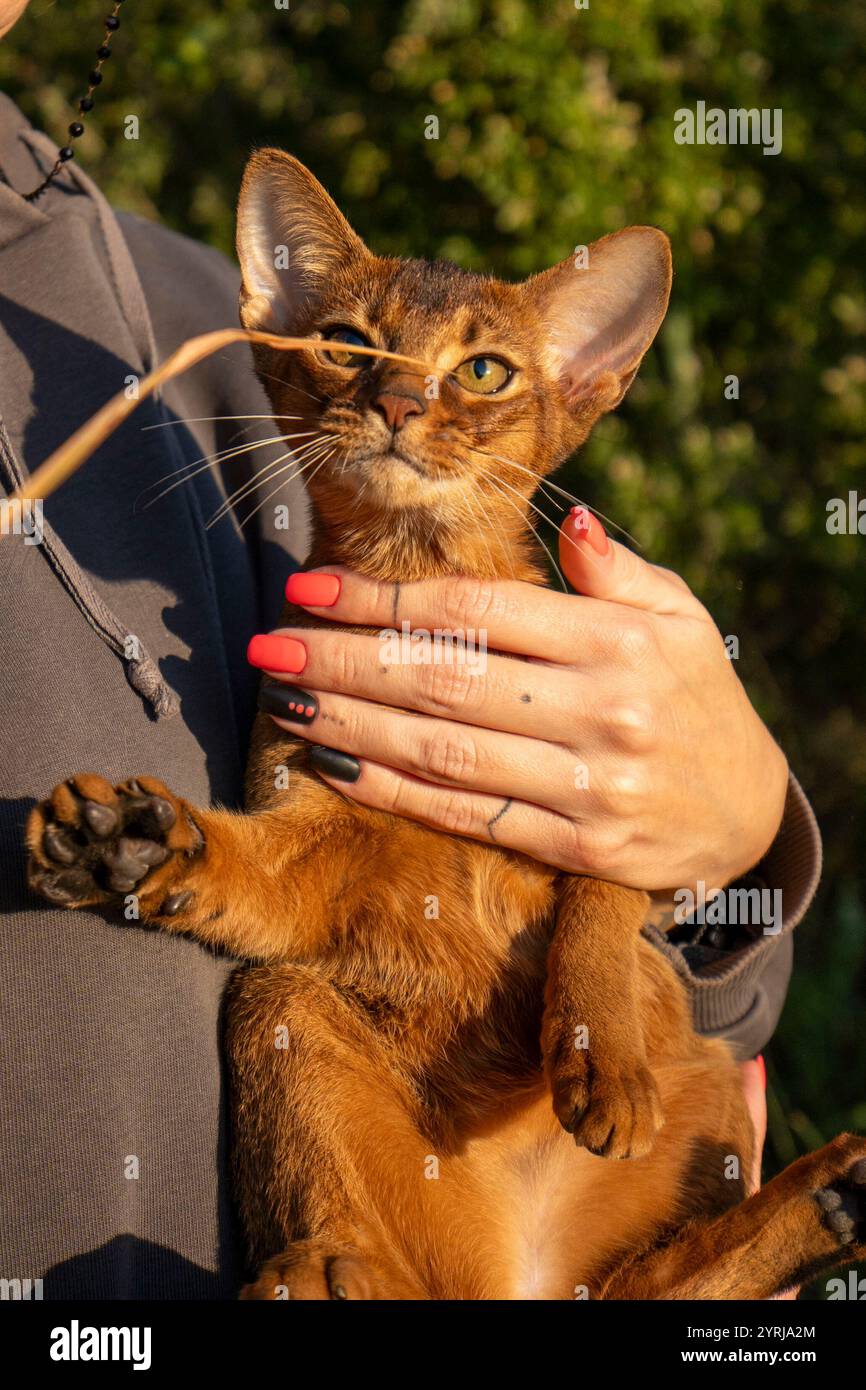 cute, young abyssinian cat outdoor Stock Photo - Alamy