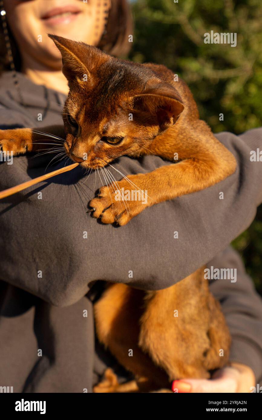 cute, young abyssinian cat outdoor Stock Photo - Alamy