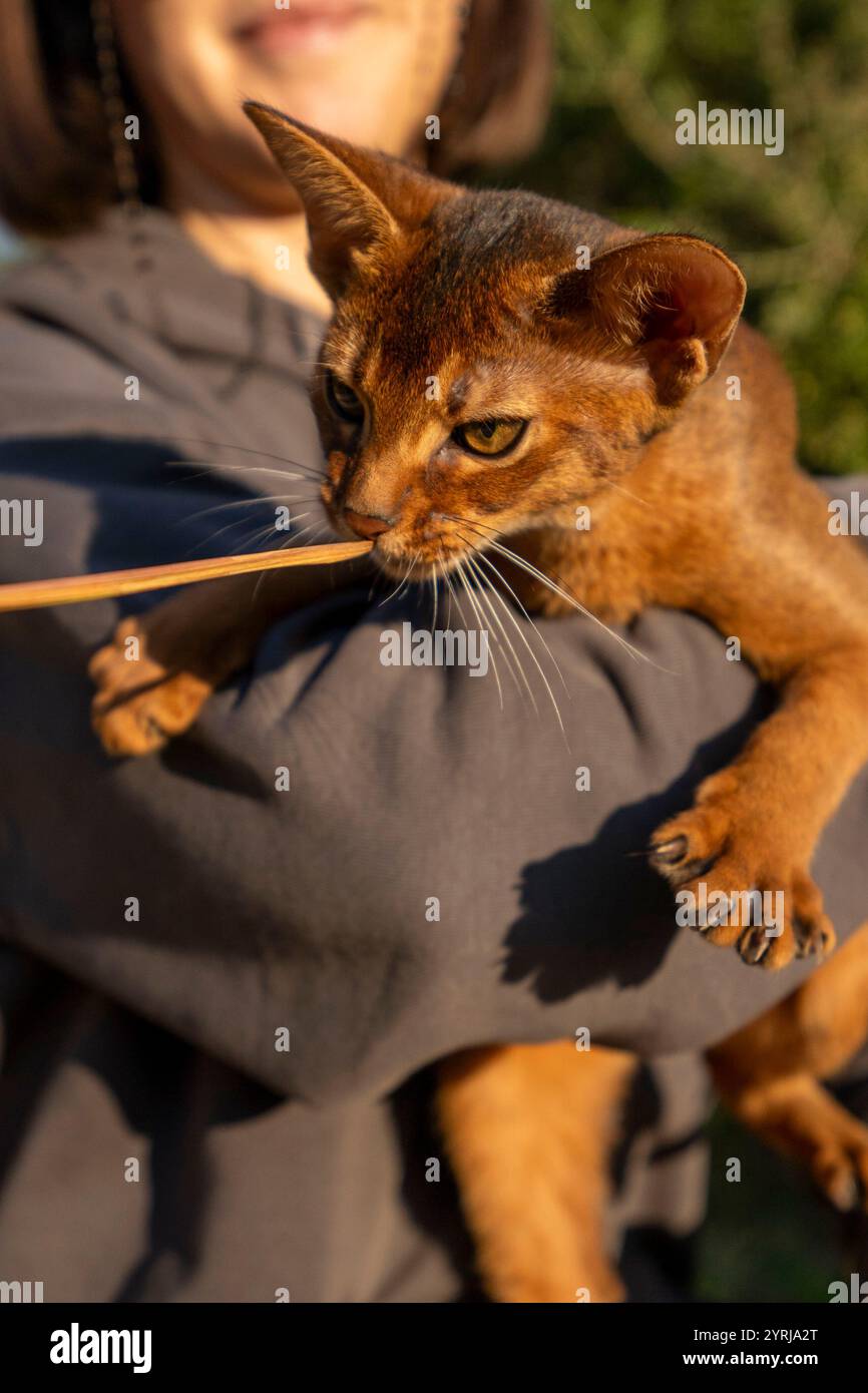 cute, young abyssinian cat outdoor Stock Photo - Alamy