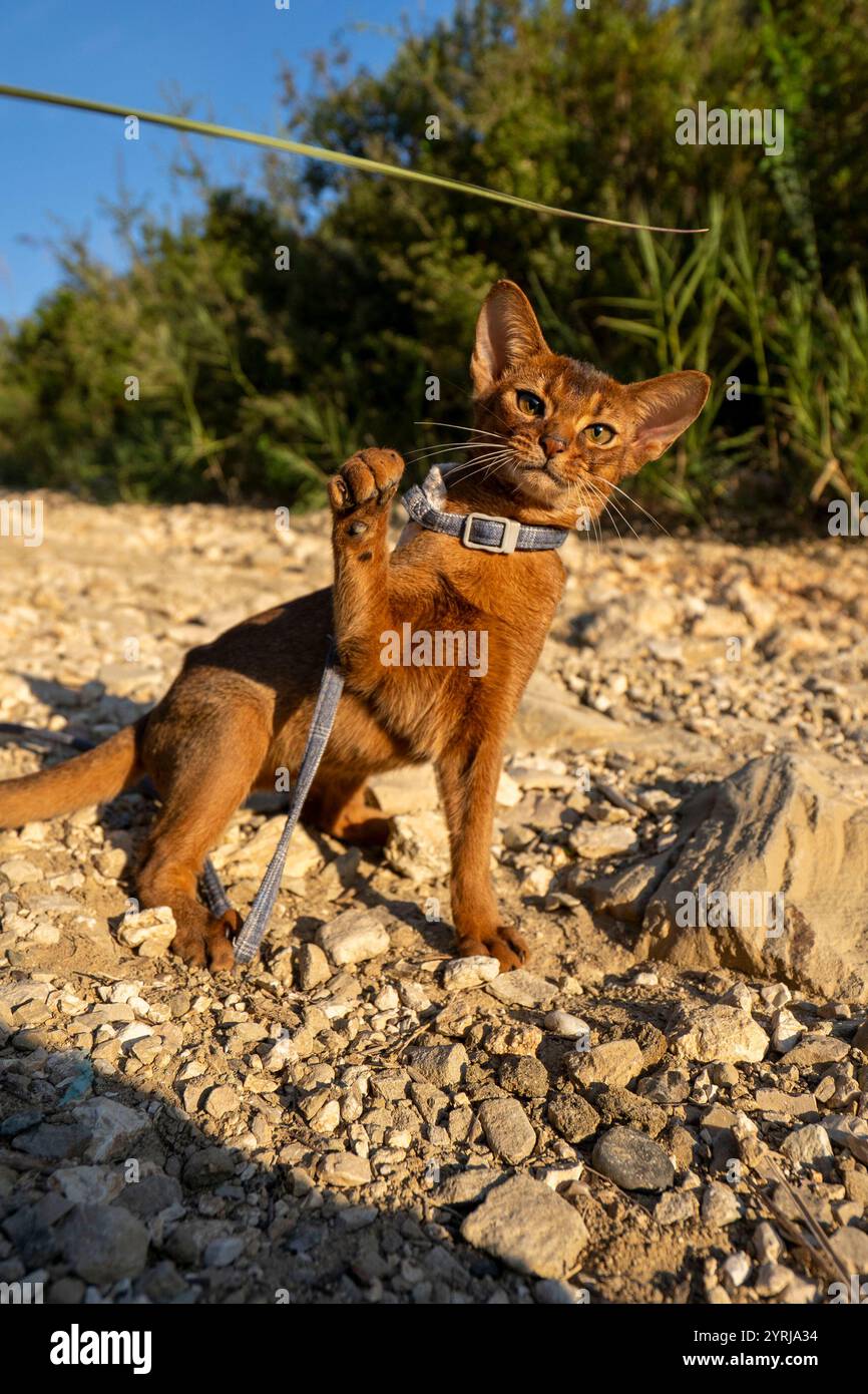 cute, young abyssinian cat outdoor Stock Photo - Alamy