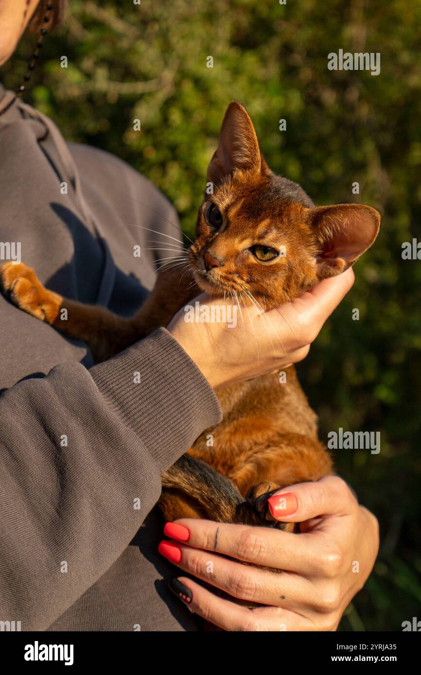 cute, young abyssinian cat outdoor Stock Photo - Alamy