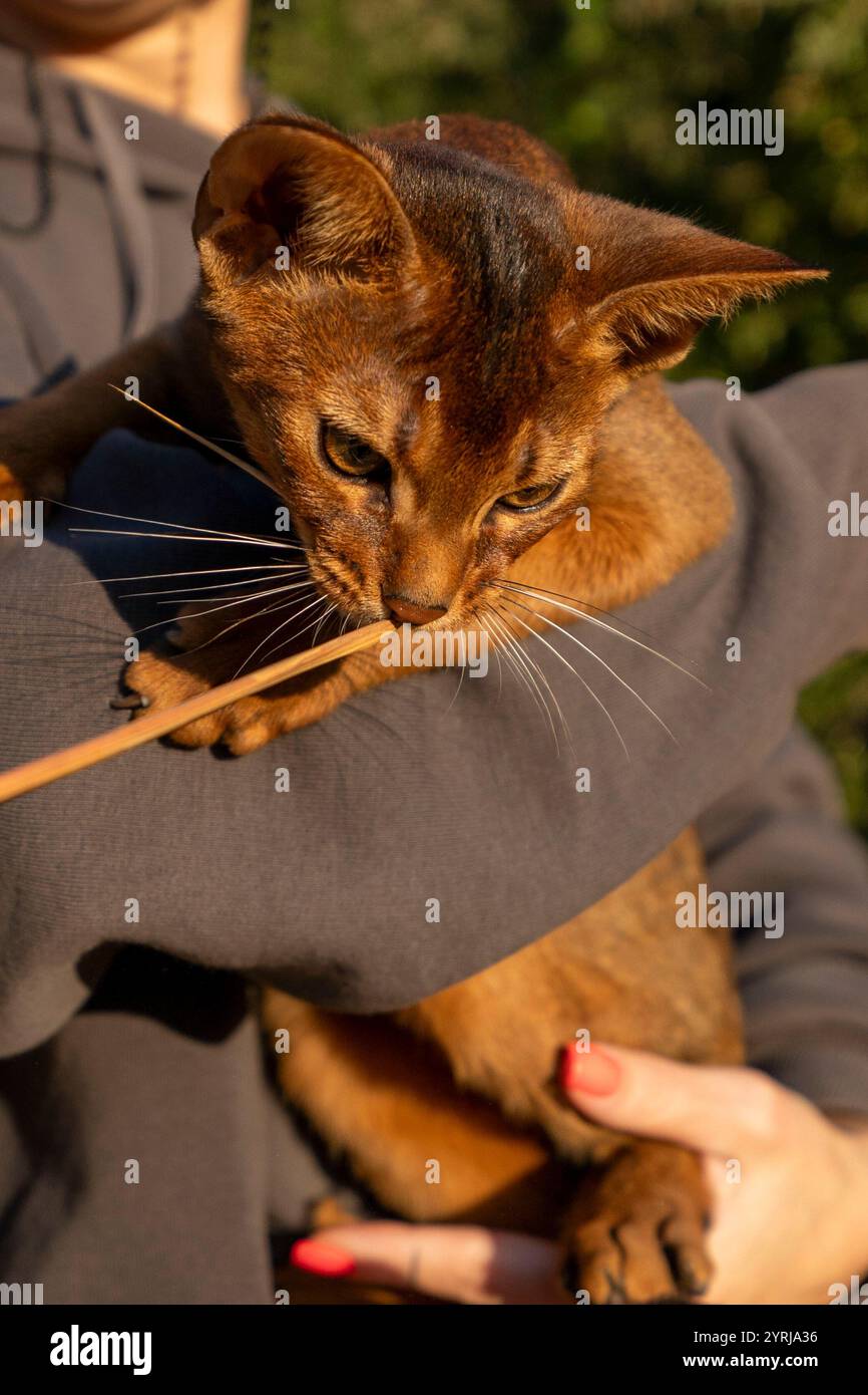 cute, young abyssinian cat outdoor Stock Photo - Alamy