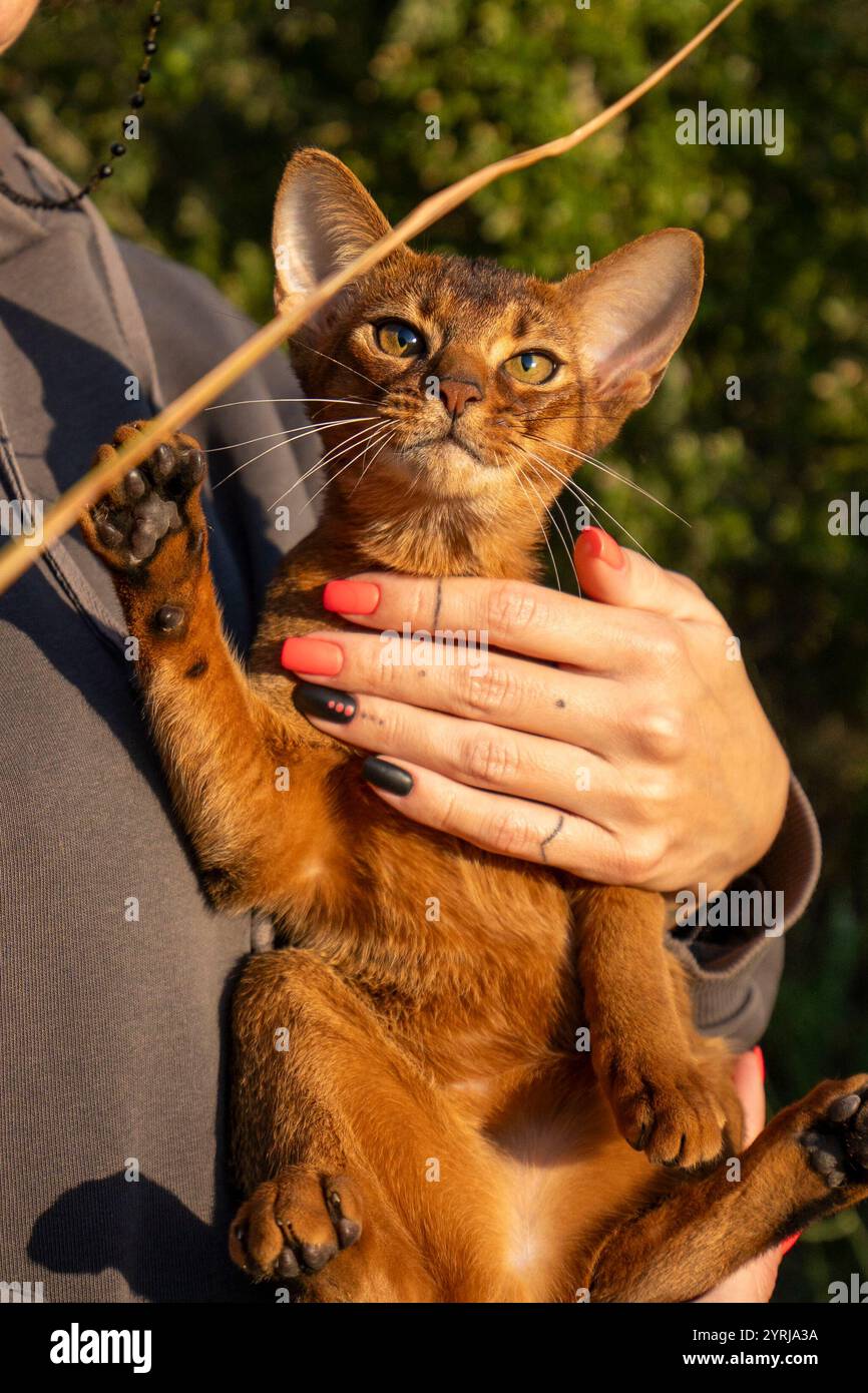 cute, young abyssinian cat outdoor Stock Photo - Alamy