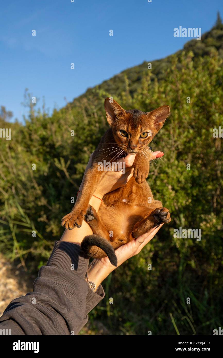 cute, young abyssinian cat outdoor Stock Photo - Alamy