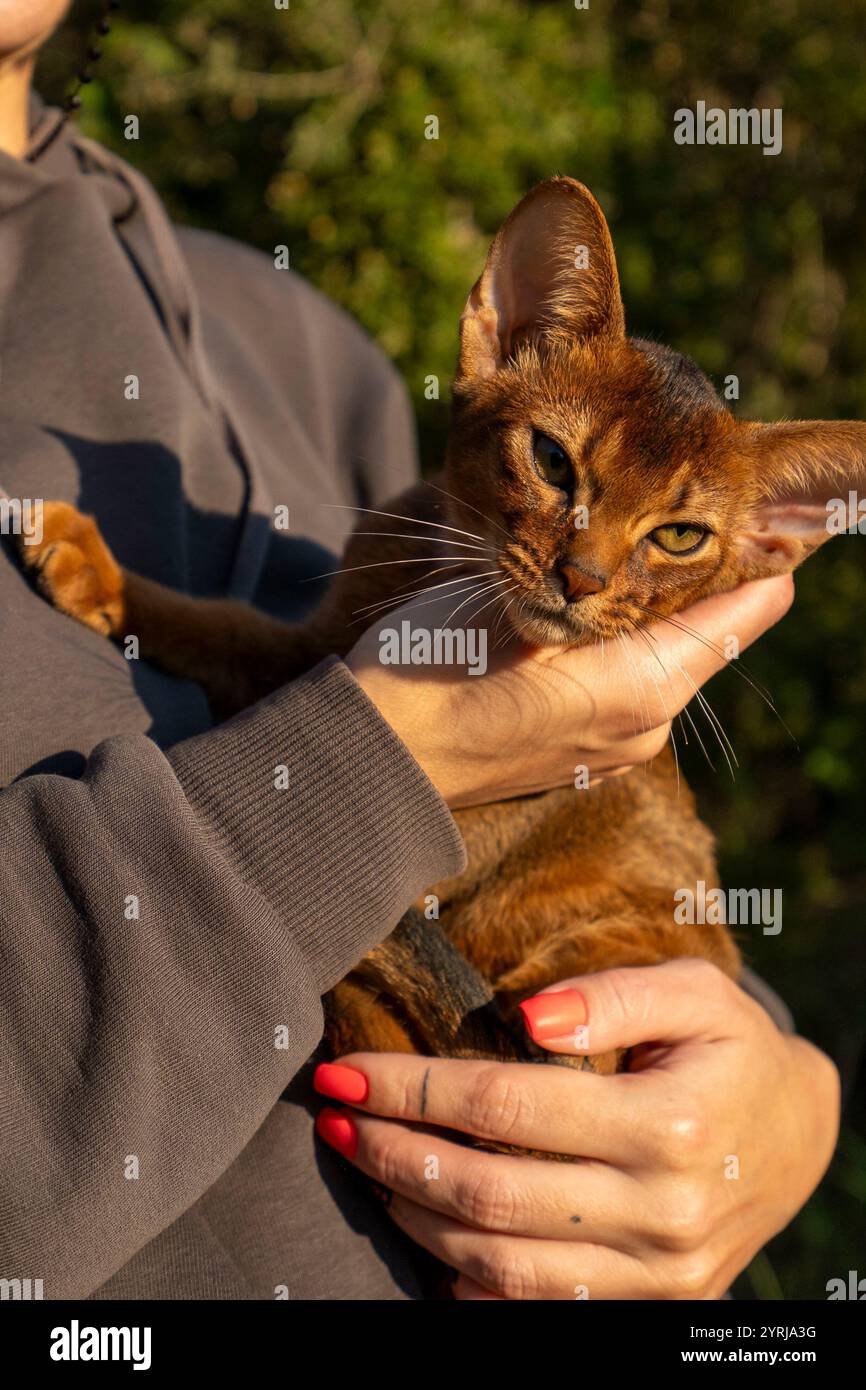 cute, young abyssinian cat outdoor Stock Photo - Alamy